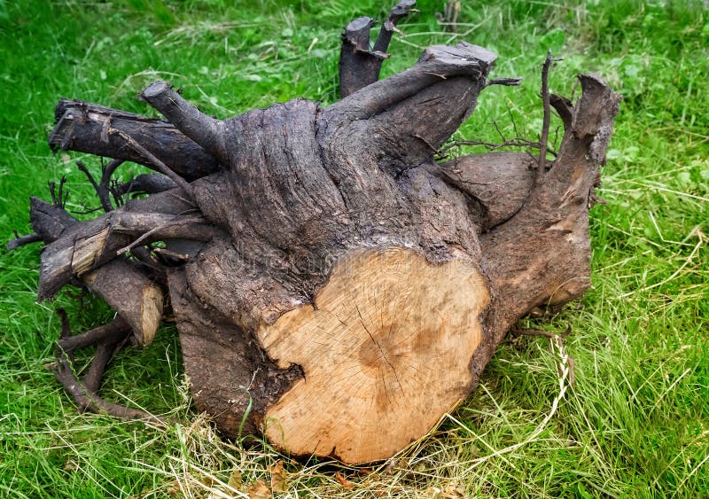 Uprooted the Stump of a Felled Tree. Stock Image - Image of bark, large ...
