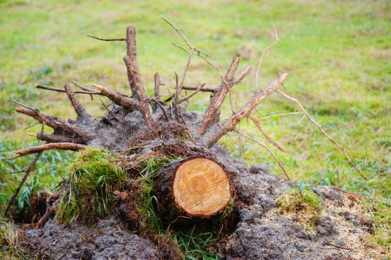 Uprooted Stump of a Felled Tree Stock Photo - Image of remove, stump ...