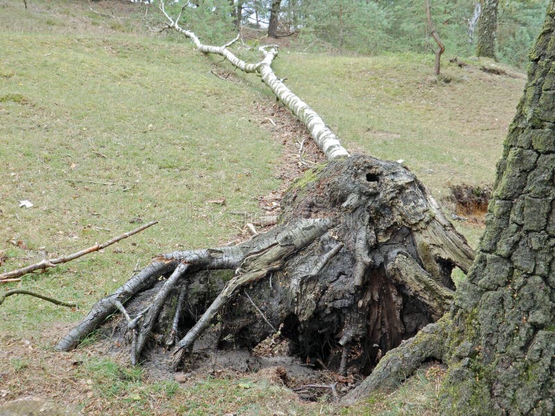 Uprooted Stump of a Tree in the Heathlands Stock Image - Image of tree ...