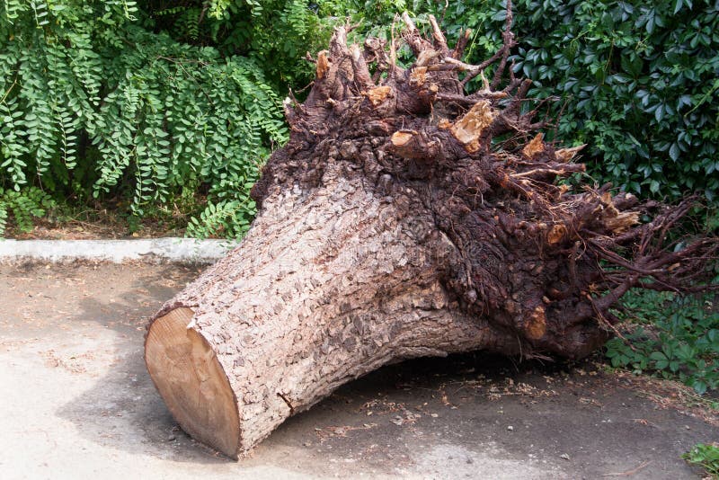 Uprooted Stump of the Tree in the Park Stock Photo - Image of landscape ...