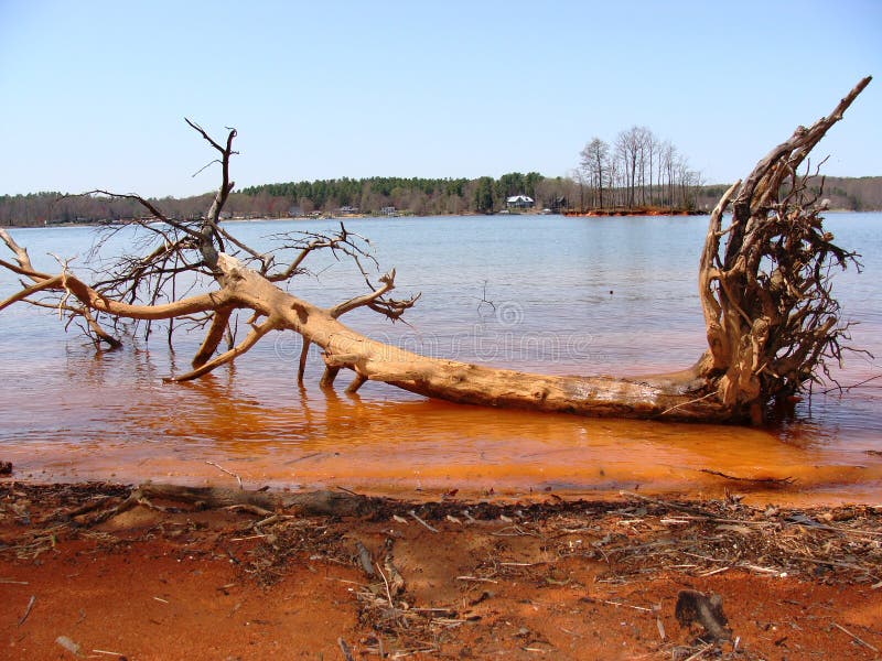 Uprooted Tree Picture. Image: 20530663