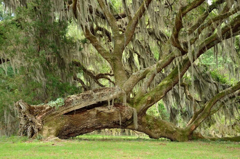 Uprooted tree stock image. Image of tree, uprooted, trees - 25930299