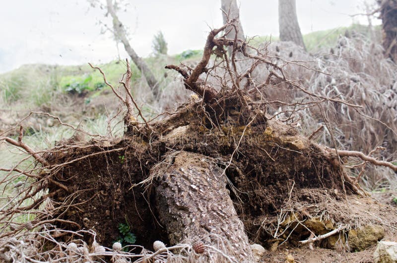 Uprooted tree stock photo. Image of timber, brown, trunk - 28572196