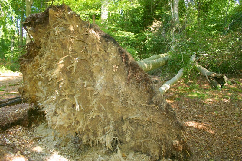 Uprooted Tree stock photo. Image of wind, tree, root, beech - 3247316