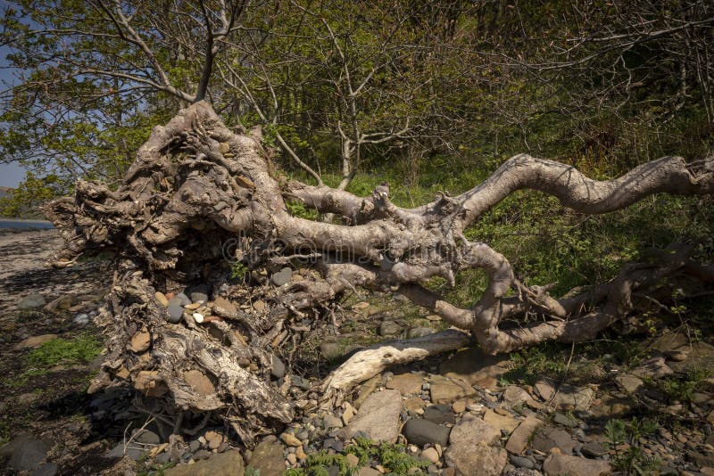 Uprooted tree on the beach stock photo. Image of rooted - 163206708
