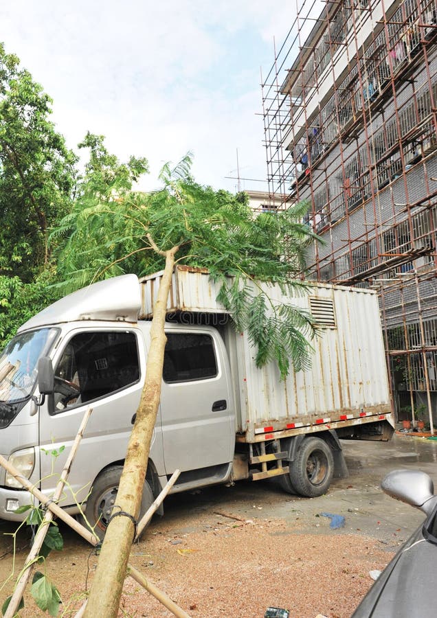 Uprooted tree on car stock photo. Image of auto, branch - 25896436
