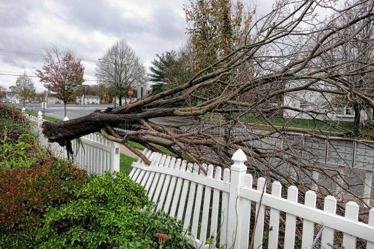 Uprooted Tree Crashes in Yard from Hurricane Sandy Editorial ...