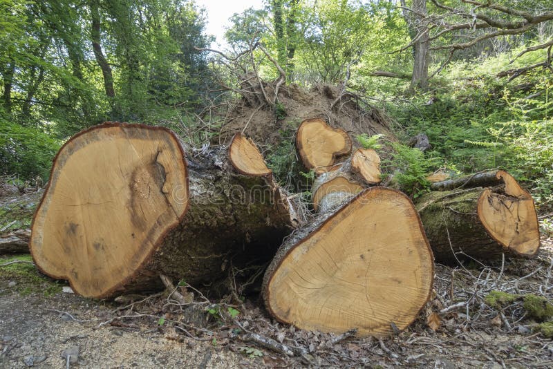 Uprooted Tree Cut into Logs in Woodland. Stock Photo - Image of logs ...
