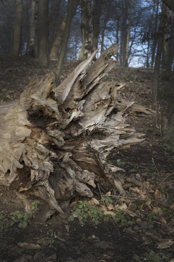 Uprooted Tree Damaged by Storm Stock Image - Image of outdoors, damage ...