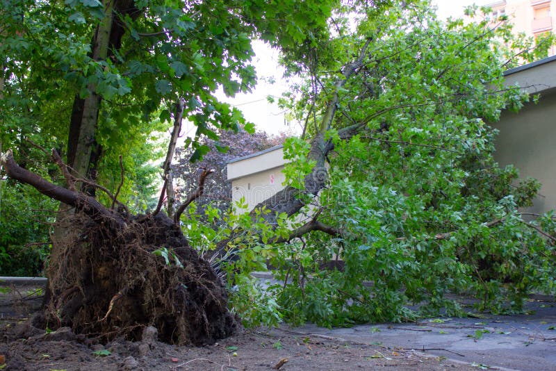 Uprooted Tree Damaged by Wind after Storm Stock Photo - Image of storm ...
