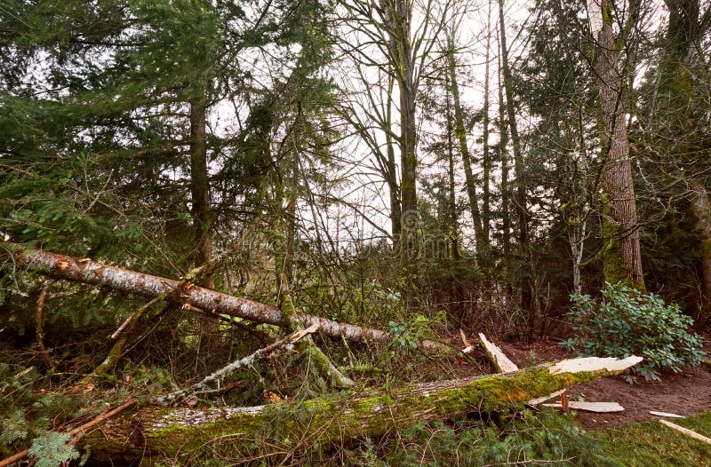 Downed branches and trees stock image. Image of blocked - 184759831