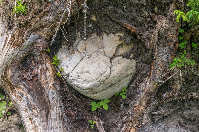 Uprooted Tree with an Enclosed Large Stone, Austria Stock Image - Image ...
