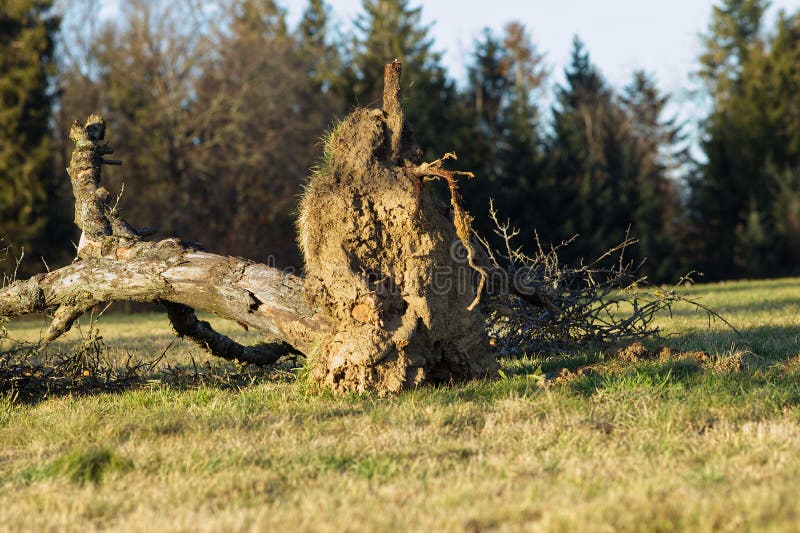 Uprooted Tree Fall Down in Storm Stock Image - Image of forest, broken ...