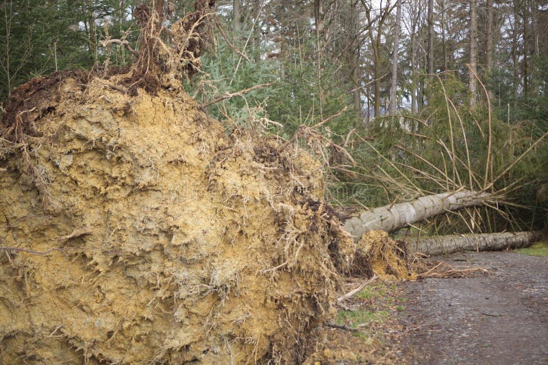 Uprooted Tree Fall Down in Storm Stock Image - Image of europe ...