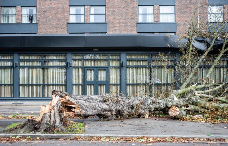 Uprooted Tree Fallen on a Building after Thunderstorm Stock Photo ...