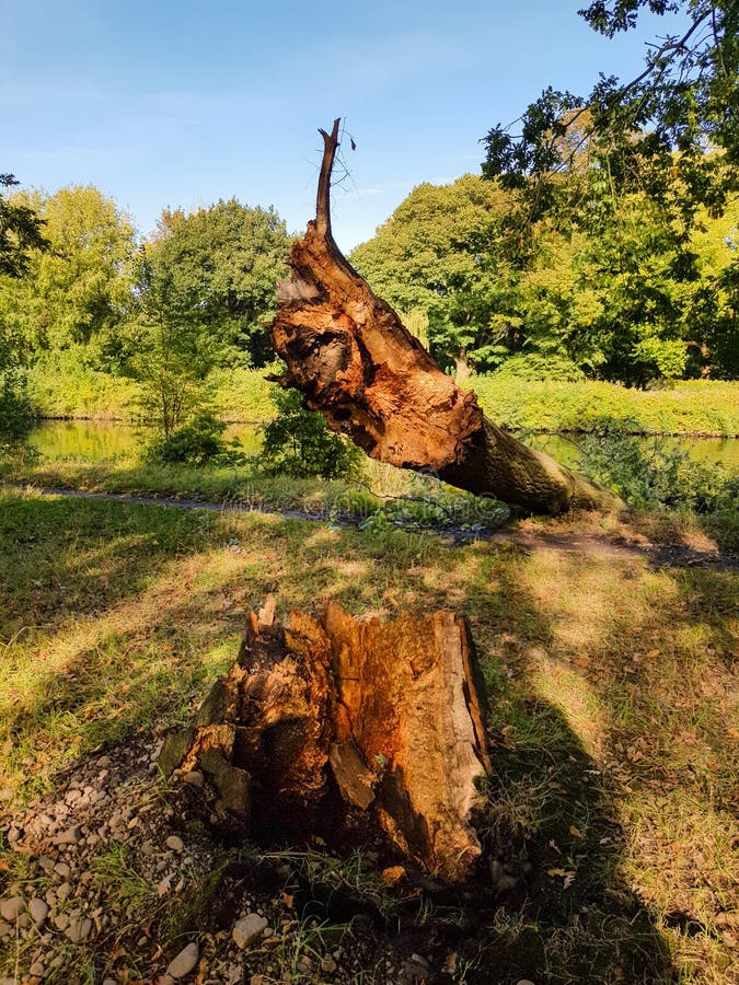 Uprooted Tree Fallen into a River Stock Photo - Image of backwater ...