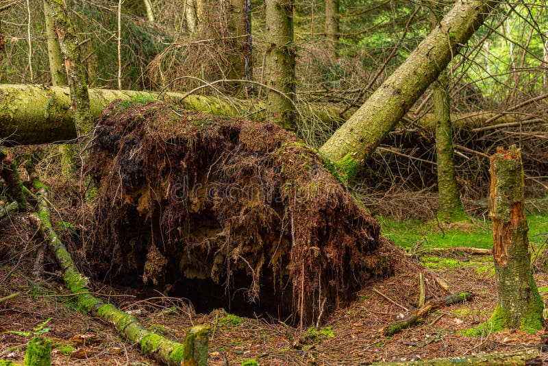 An Uprooted Tree in a Forest Stock Image - Image of concept, branch ...