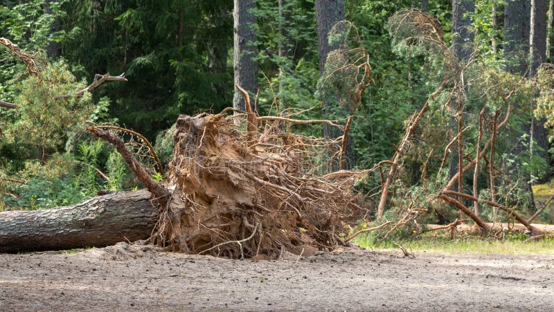 Uprooted Tree in a Forest Clearing Stock Photo - Image of landscape ...
