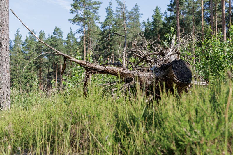 Uprooted Tree in Forest Clearing Stock Photo - Image of life, natural ...