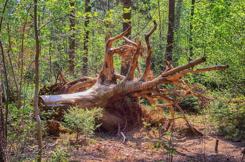 Uprooted Tree in the Forest Stock Image - Image of bush, botany: 115256897