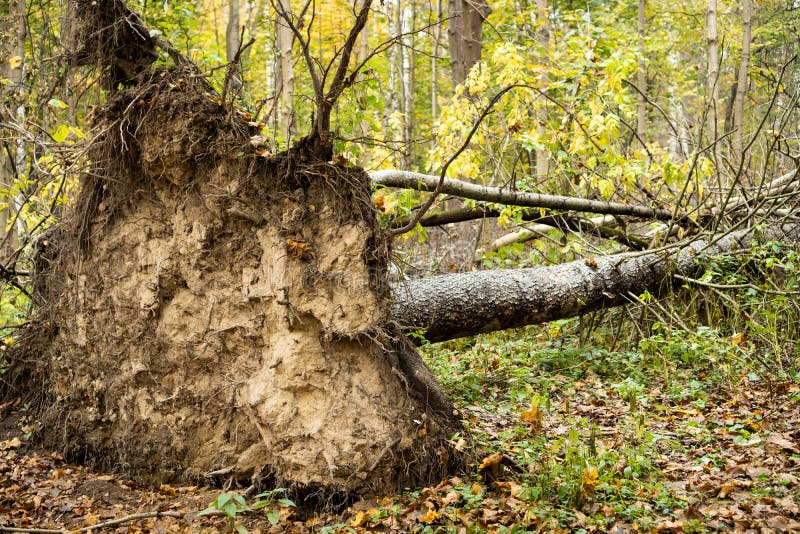 Uprooted Tree in the Forest. Roots of Fallen Tree Close Up Stock Photo ...