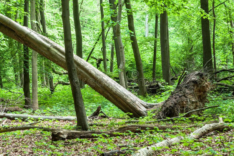 Uprooted Tree in a Forest stock photo. Image of trunk - 72937358