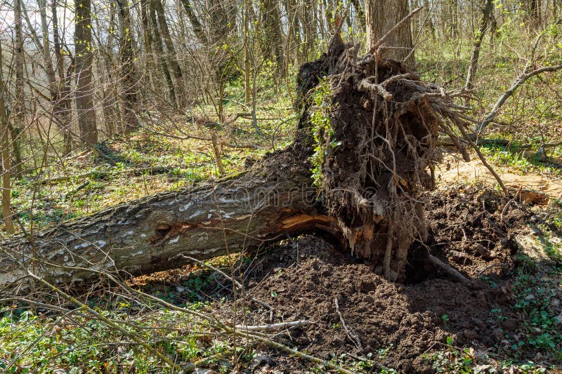 Uprooted Tree in Forest after Strong Wind Stock Image - Image of soil ...