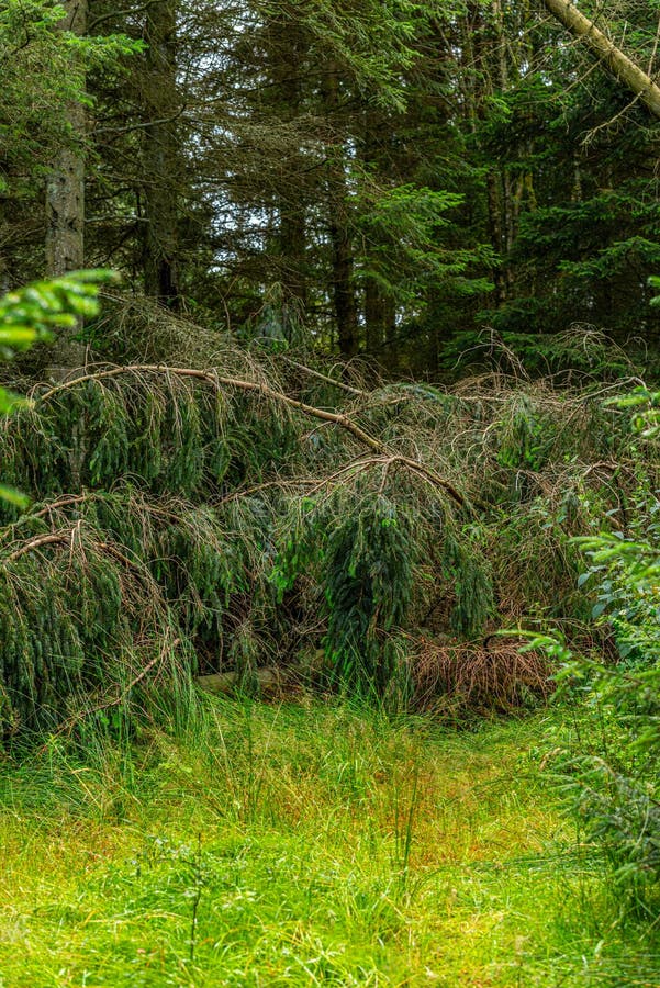 Uprooted Tree that Has Fallen in a Storm Blocking a Path Stock Photo ...
