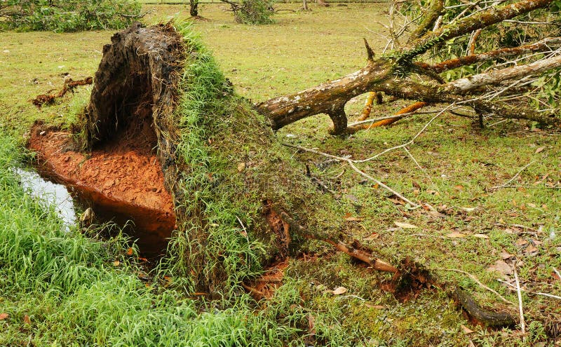Tree Collapse after Typhoon Stock Photo - Image of forest, devastation ...