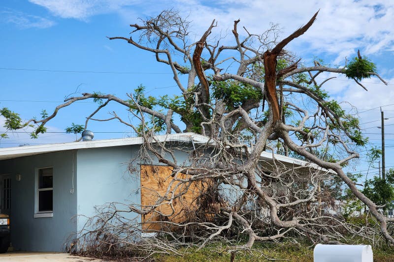 Uprooted Tree after Hurricane on Florida Home Front Yard. Aftermath of ...