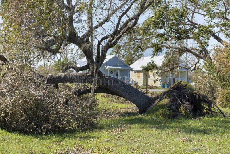 Uprooted Tree after Hurricane on Florida Home Front Yard. Aftermath of ...