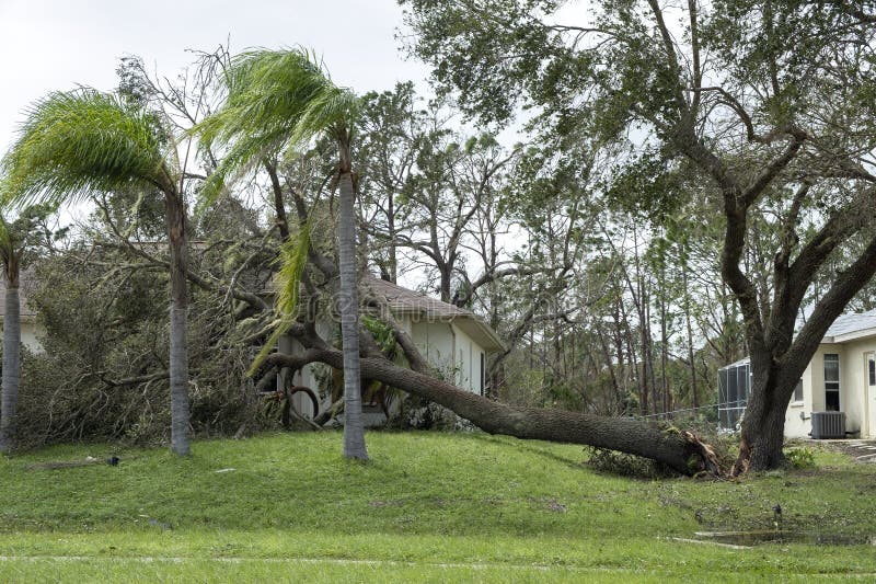 Uprooted Tree after Hurricane on Florida Home Front Yard. Aftermath of ...