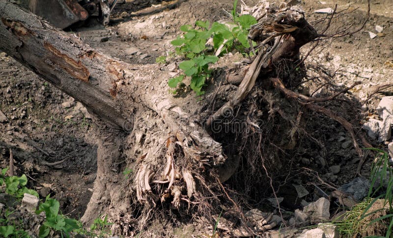 Uprooted Tree stock image. Image of uprooted, storm, tree - 42599987