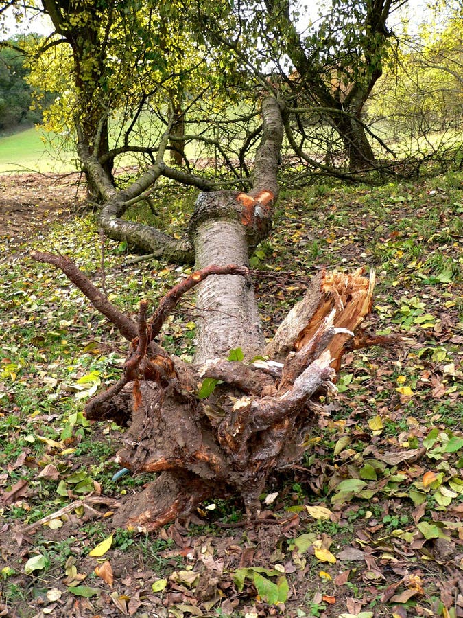Uprooted tree stock image. Image of heath, plants, leaf - 61231353