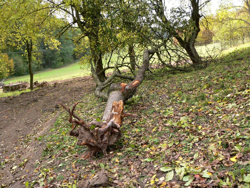 Uprooted tree stock photo. Image of green, broken, branch - 61231354