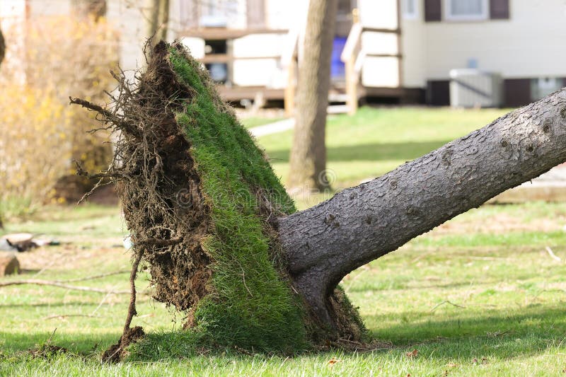 Uprooted Tree in Neighborhood Caused by Heavy Wind Damage Stock Photo ...