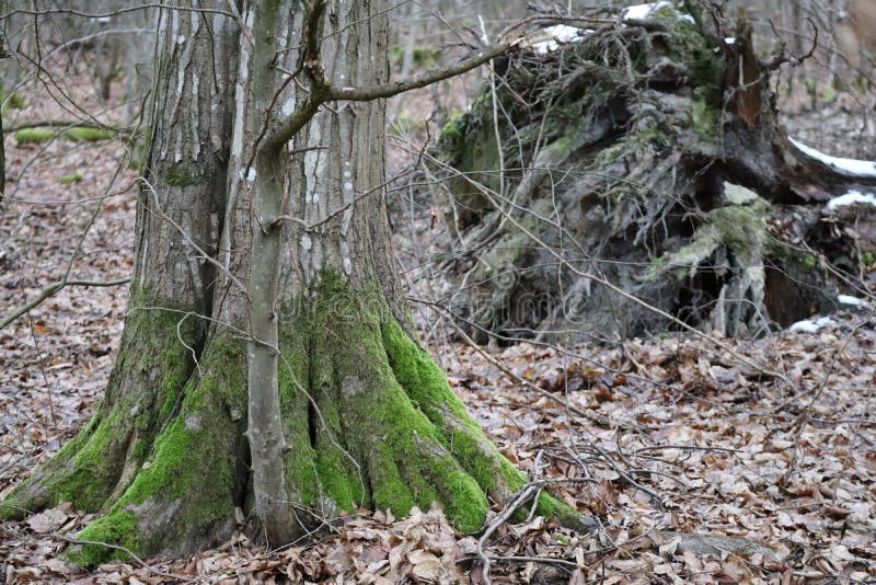 Uprooted Tree Next To a Strong Trunk Stock Photo - Image of extinction ...
