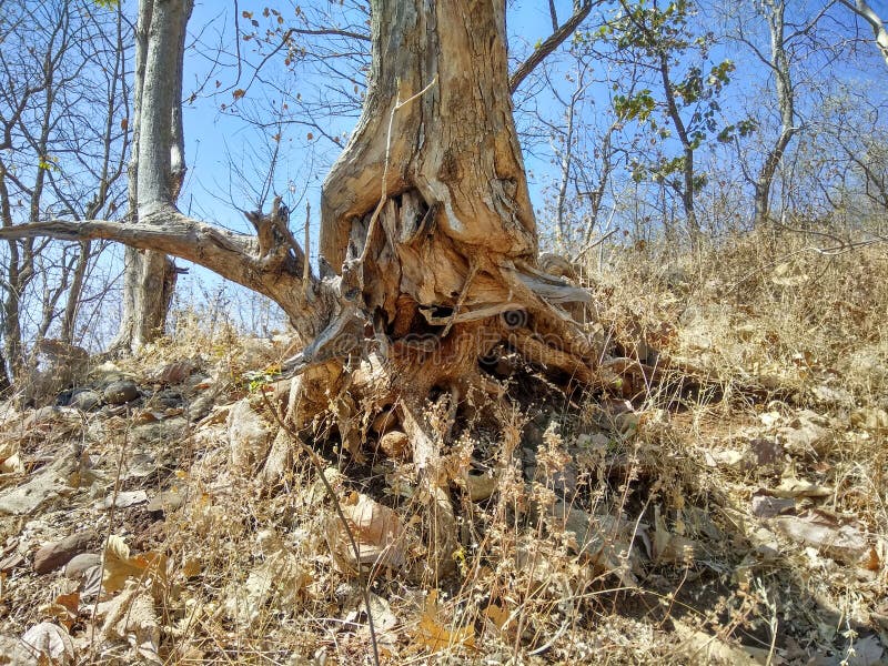 Tree Uprooted Stock Photos - Download 1,592 Royalty Free Photos