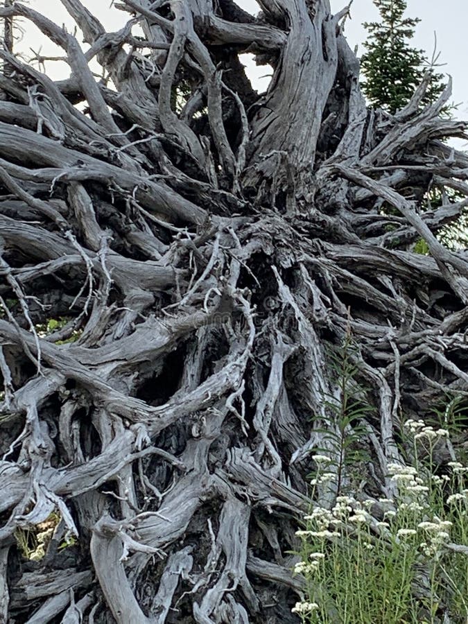 Uprooted Tree Roots stock photo. Image of environment - 353075566