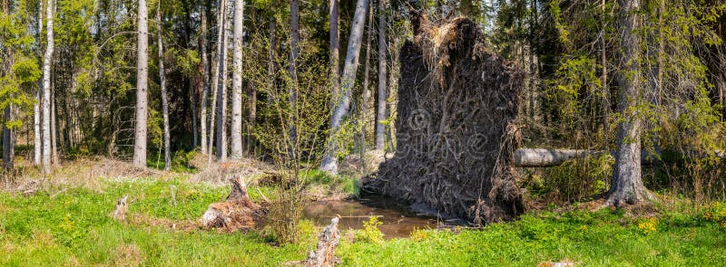 Uprooted Tree - the Roots of an Fallen Spruce Tree in a Forest Clearing ...