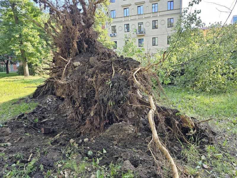 Uprooted Tree Roots after Hurricane in City Park Stock Image - Image of ...