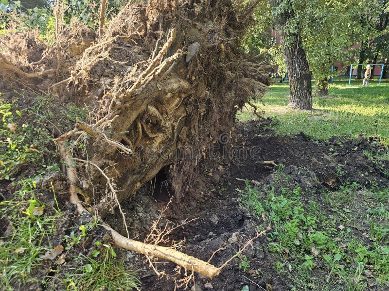 Uprooted Tree Roots and Hurricane in a City Park Stock Photo - Image of ...