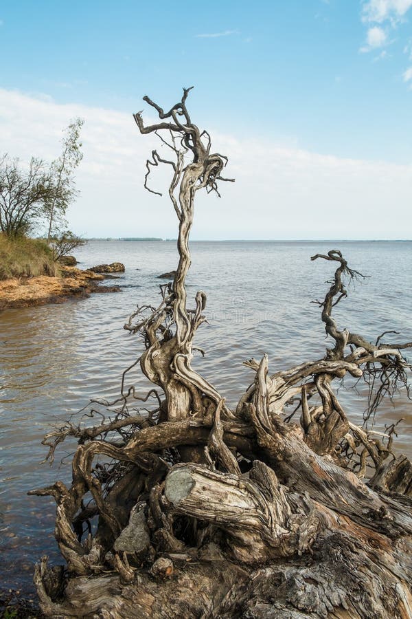 Uprooted tree stock image. Image of bank, trunk, vegetation - 62494269