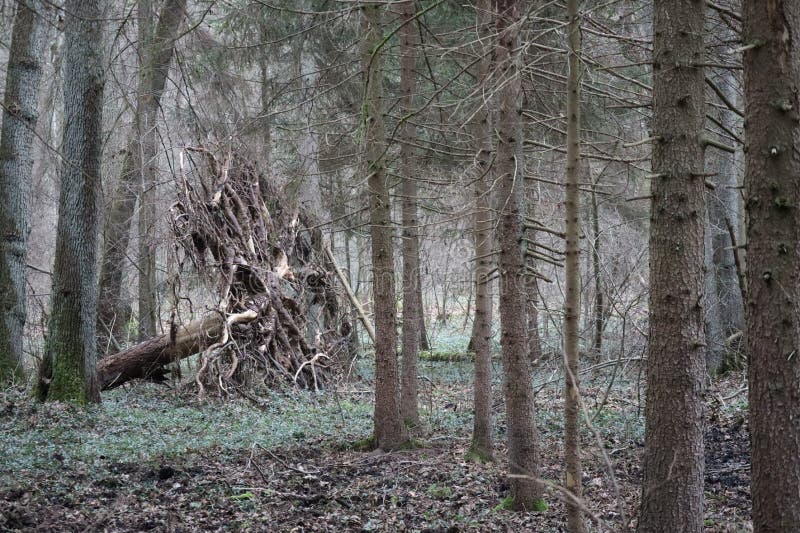 Deceptive Calm stock image. Image of damage, uprooted - 267838897