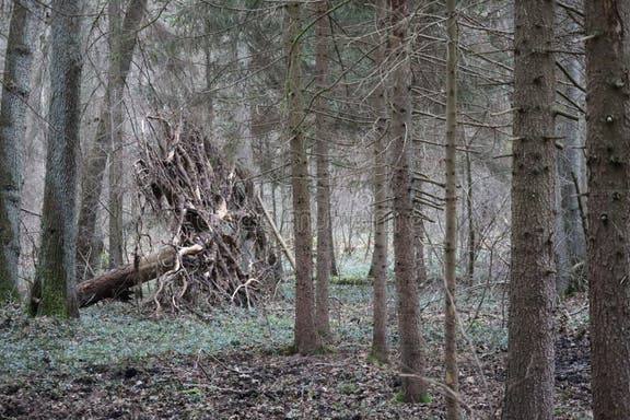 Deceptive Calm stock image. Image of damage, uprooted - 267838897