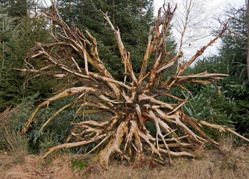 Uprooted tree stock photo. Image of soil, uprooted, damage - 240262068