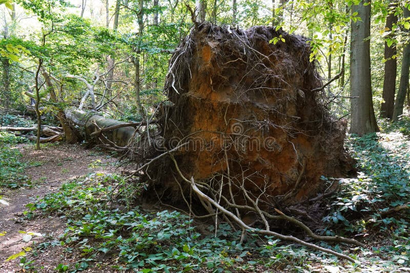 Uprooted Tree Left To Rot in Natural Forest Stock Image - Image of ...