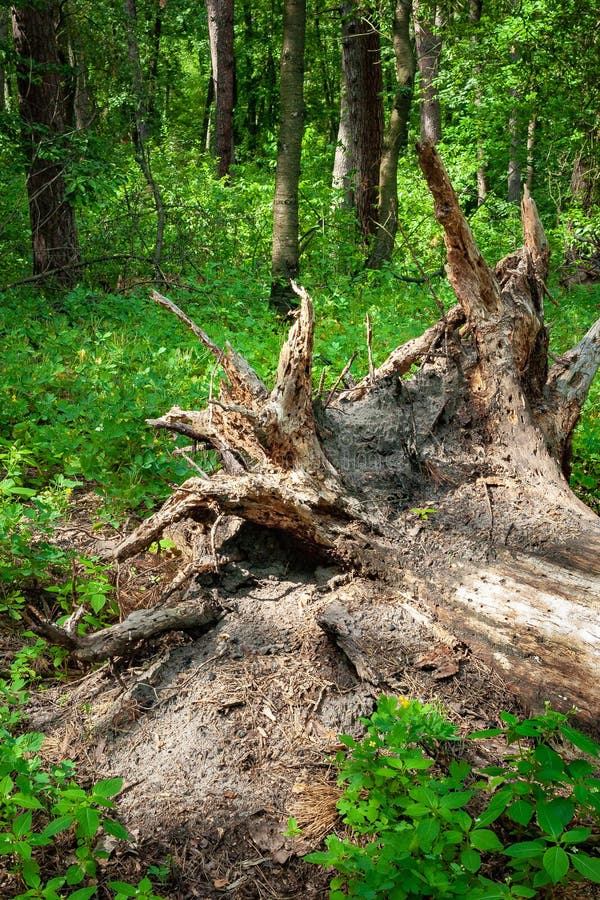 Uprooted Tree Stump in a Forest Glade. Felled Old Trees in the Forest ...