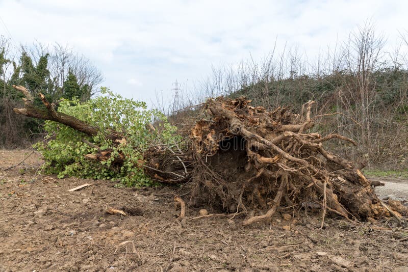Uprooted tree stock photo. Image of forest, rotten, disaster - 122318386