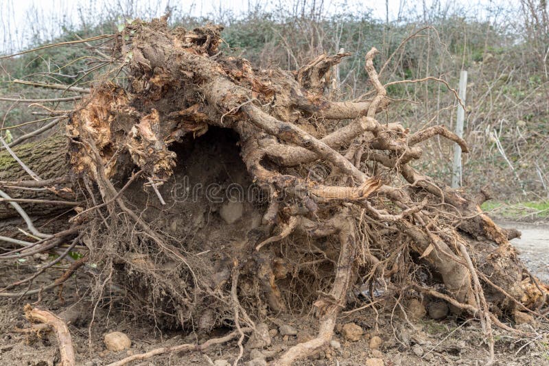 Uprooted tree stock photo. Image of fall, roots, natural - 122318388